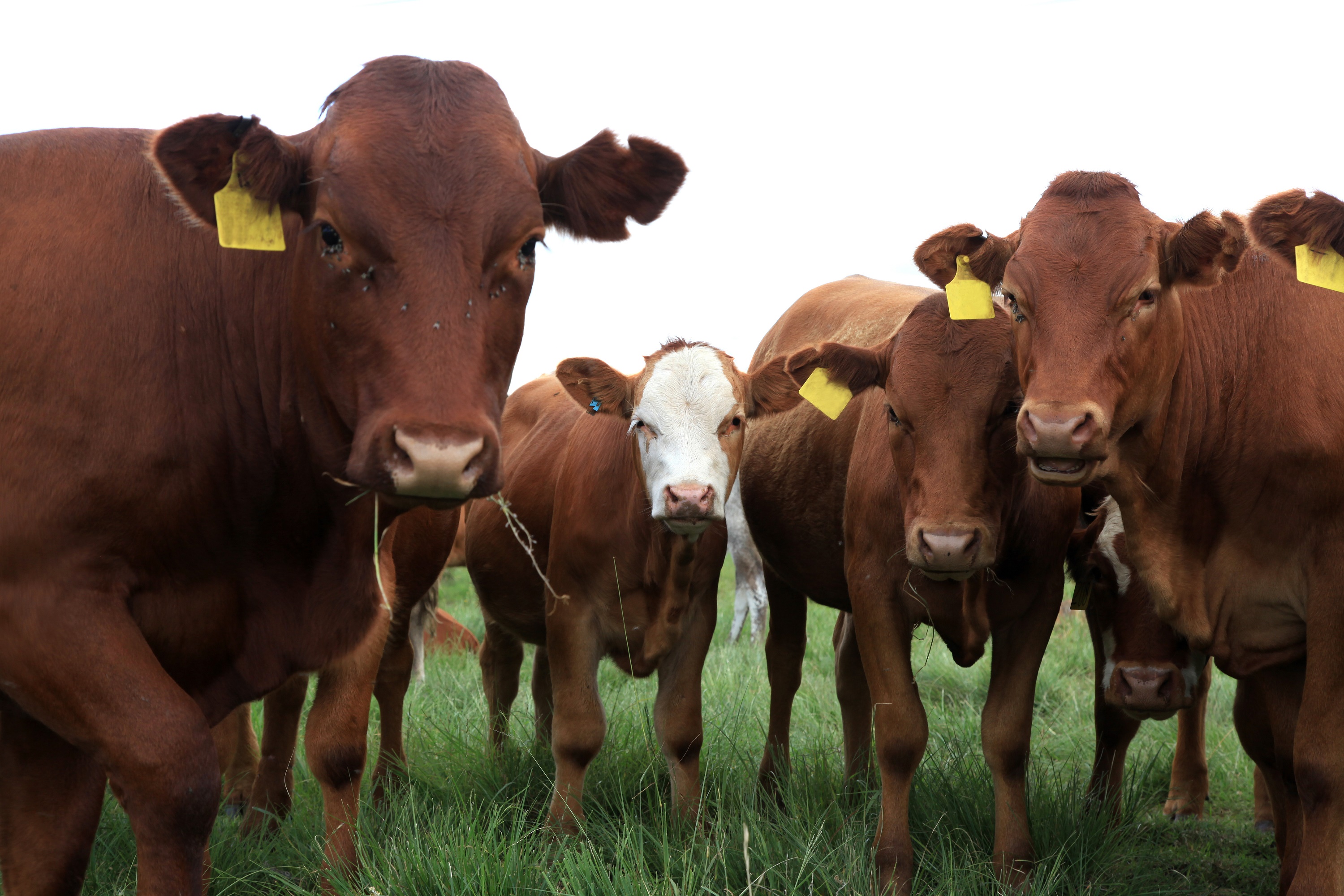 Cattle Russell Feed Supply Cattle Russell Feed Supply